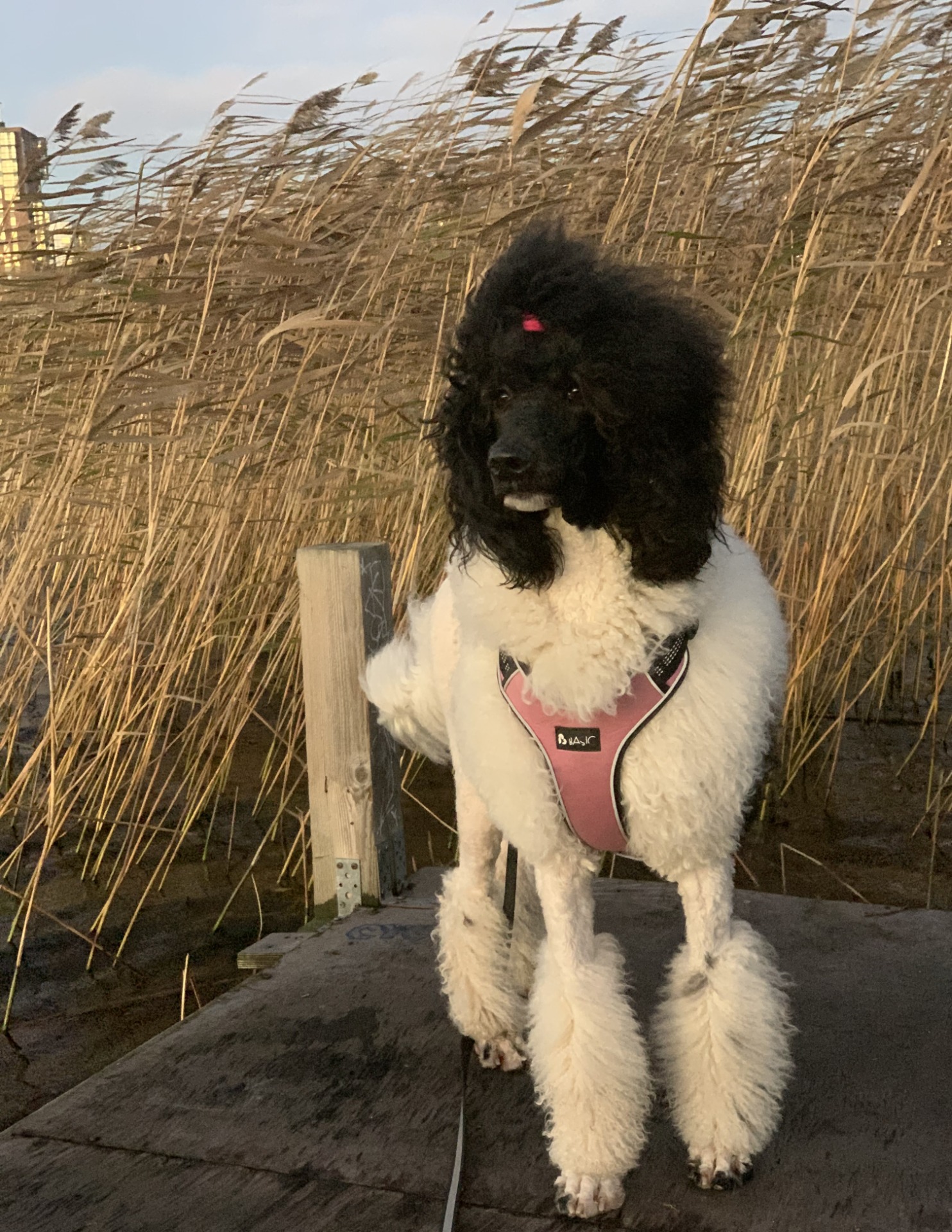 Kuvagalleria :: monivärisetvillakoirat